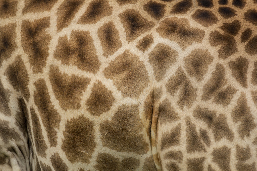 Pixambo.com - Get free stock photos and videos! Giraffe fur pattern